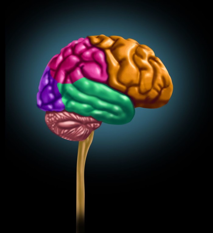 ¿Cómo funciona el cerebro? - Como Funciona Que