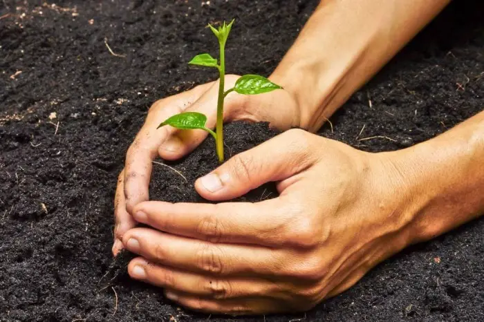 ¿Qué es el suelo? Definición, características y tipos - Como Funciona Que