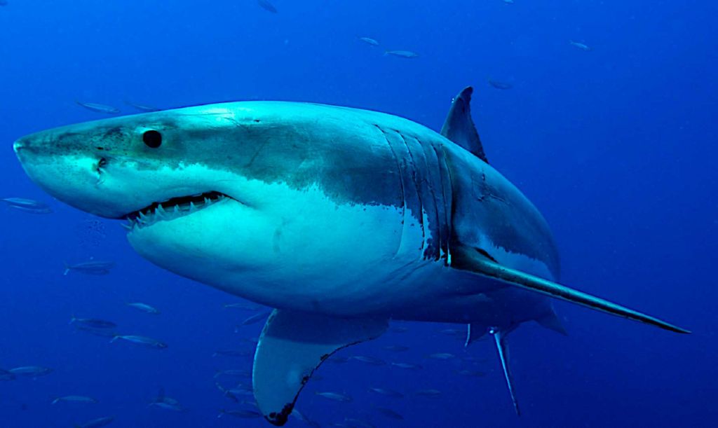 ¿Al gran tiburón blanco le gusta el heavy metal? - Como Funciona Que