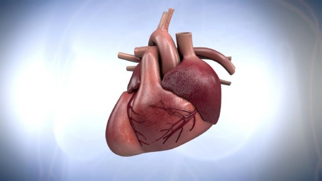 Los efectos del alcohol en el cuerpo: 5 órganos centrales que están ...