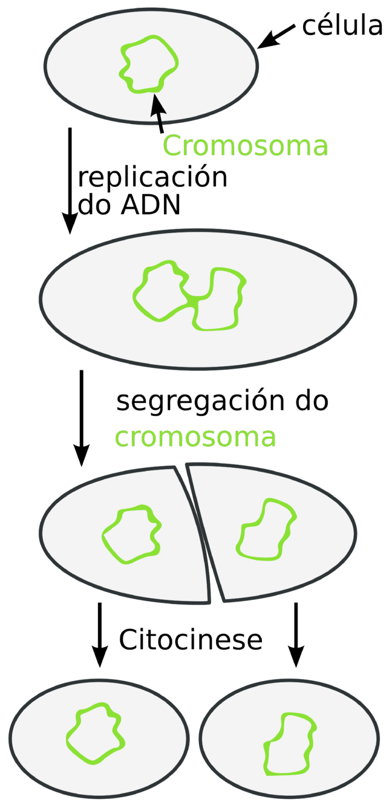 ¿Qué es la reproducción y cuántos tipos hay? Características