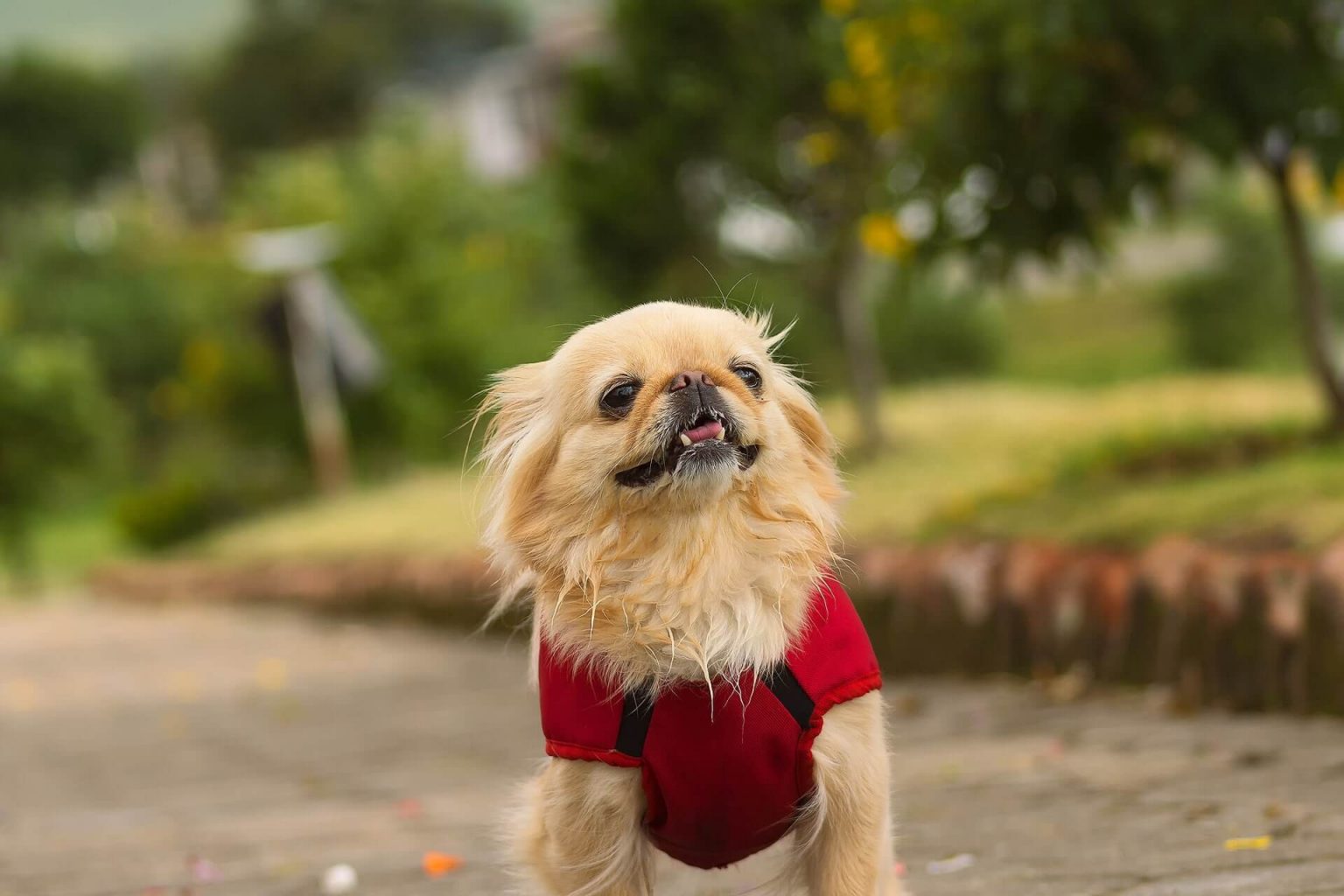 Las razas de perros pequeños más fascinantes - Como Funciona Que